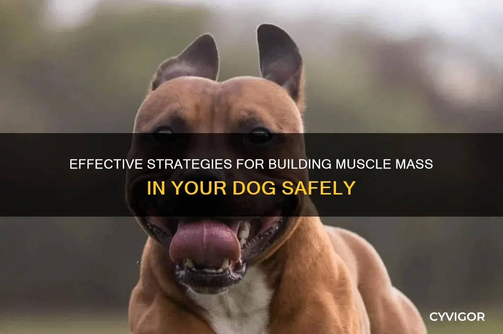 Effective Strategies For Building Muscle Mass In Your Dog Safely | CyVigor