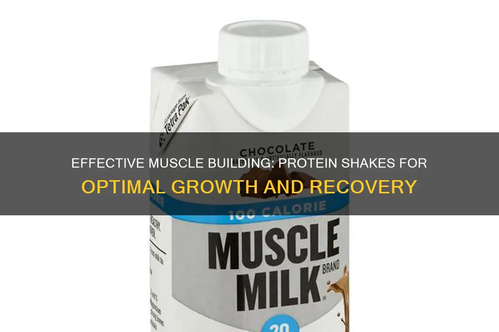 Effective Muscle Building: Protein Shakes For Optimal Growth And ...