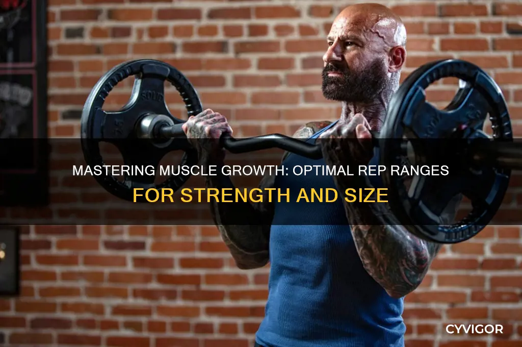Mastering Muscle Growth: Optimal Rep Ranges For Strength And Size | CyVigor