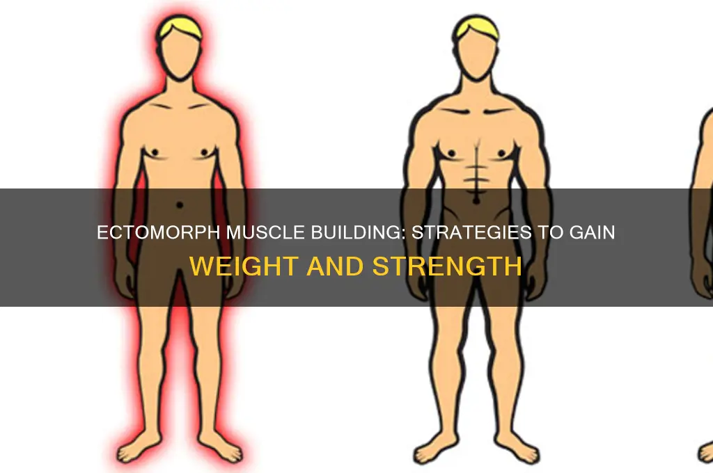 Ectomorph Muscle Building: Strategies To Gain Weight And Strength | CyVigor
