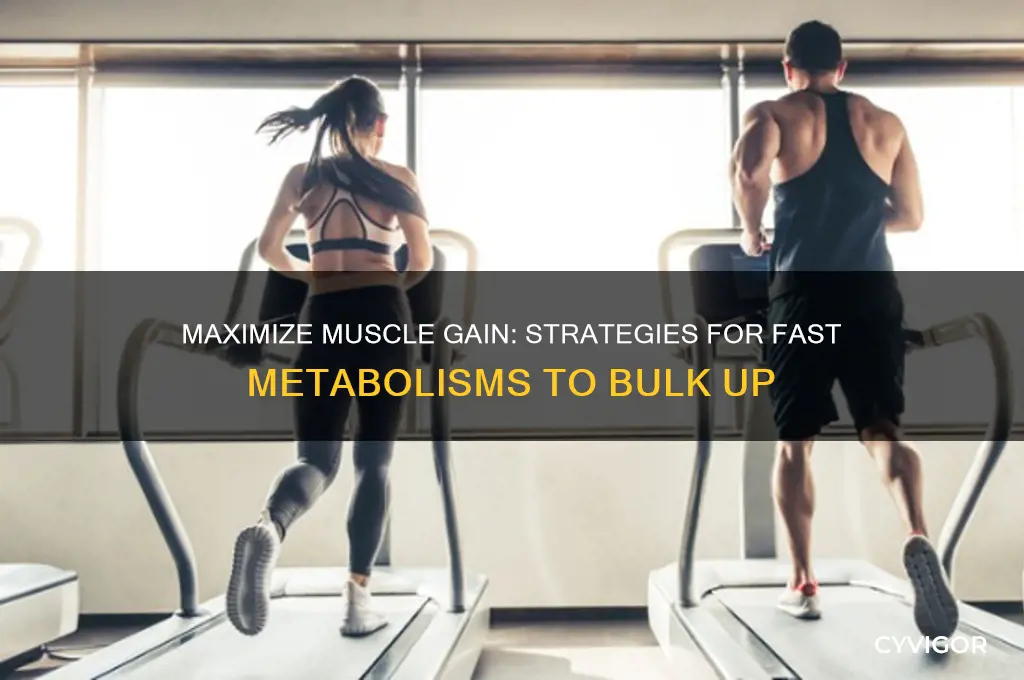 Maximize Muscle Gain: Strategies For Fast Metabolisms To Bulk Up | CyVigor