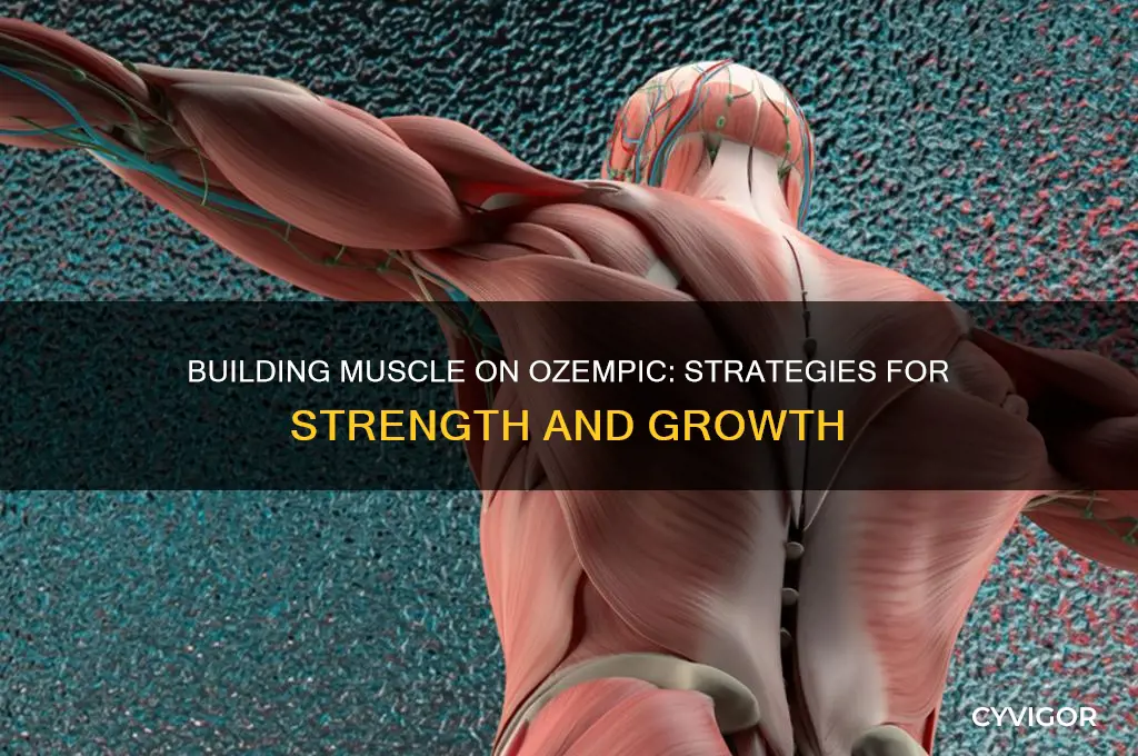Building Muscle On Ozempic: Strategies For Strength And Growth | CyVigor
