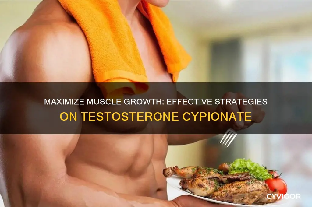 Maximize Muscle Growth: Effective Strategies On Testosterone Cypionate ...
