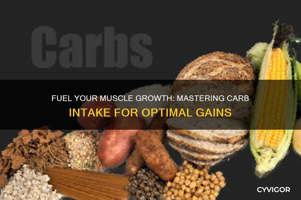 Fuel Your Muscle Growth: Mastering Carb Intake For Optimal Gains | CyVigor