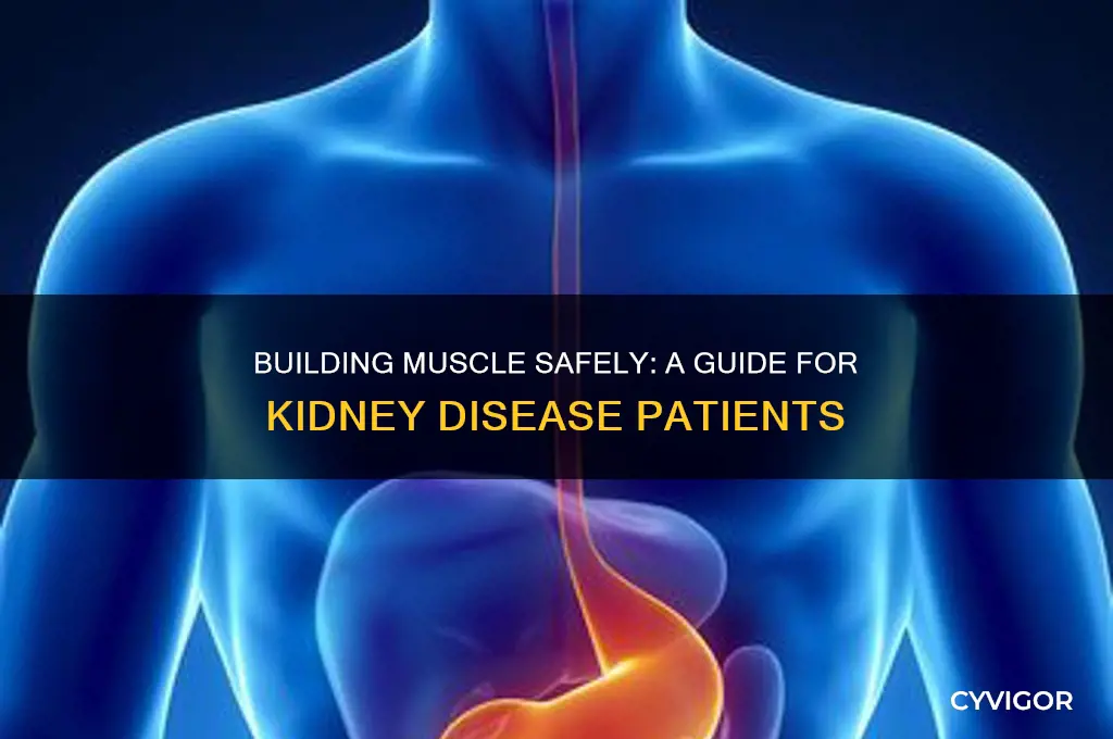 Building Muscle Safely: A Guide For Kidney Disease Patients | CyVigor