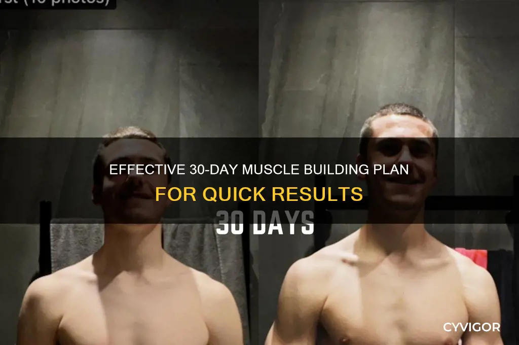 Effective 30-Day Muscle Building Plan For Quick Results | CyVigor