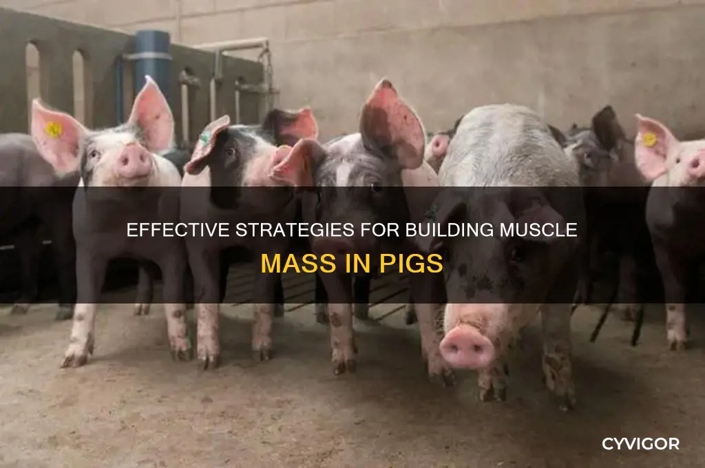 Effective Strategies For Building Muscle Mass In Pigs | CyVigor