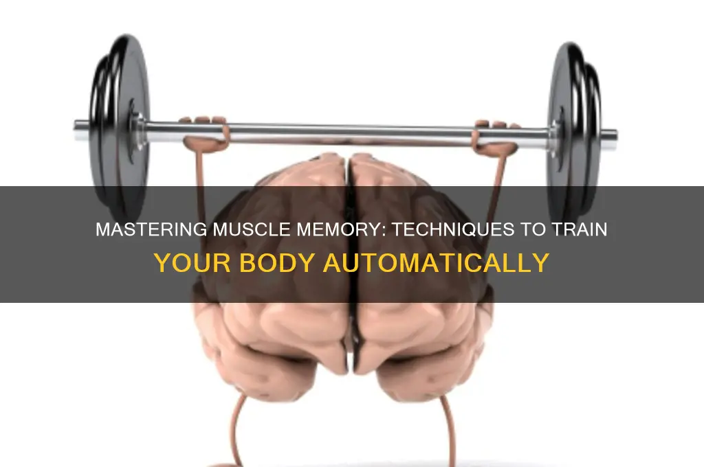 Mastering Muscle Memory: Techniques To Train Your Body Automatically ...