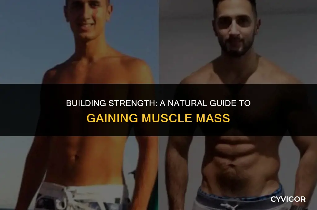 Building Strength: A Natural Guide To Gaining Muscle Mass | CyVigor