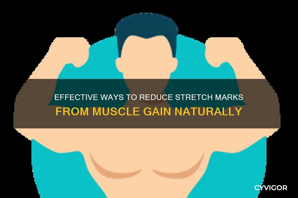 Effective Ways To Reduce Stretch Marks From Muscle Gain Naturally | CyVigor