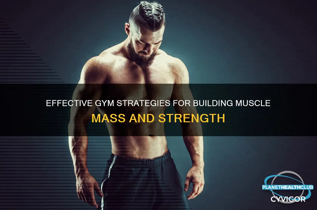 Effective Gym Strategies For Building Muscle Mass And Strength | CyVigor