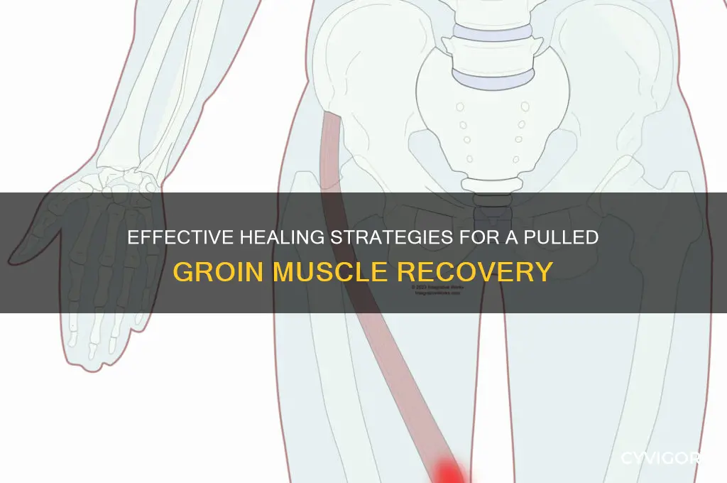 Effective Healing Strategies For A Pulled Groin Muscle Recovery | CyVigor