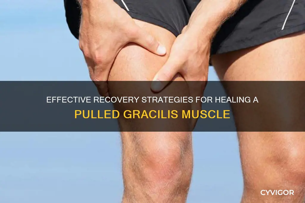 Effective Recovery Strategies For Healing A Pulled Gracilis Muscle ...