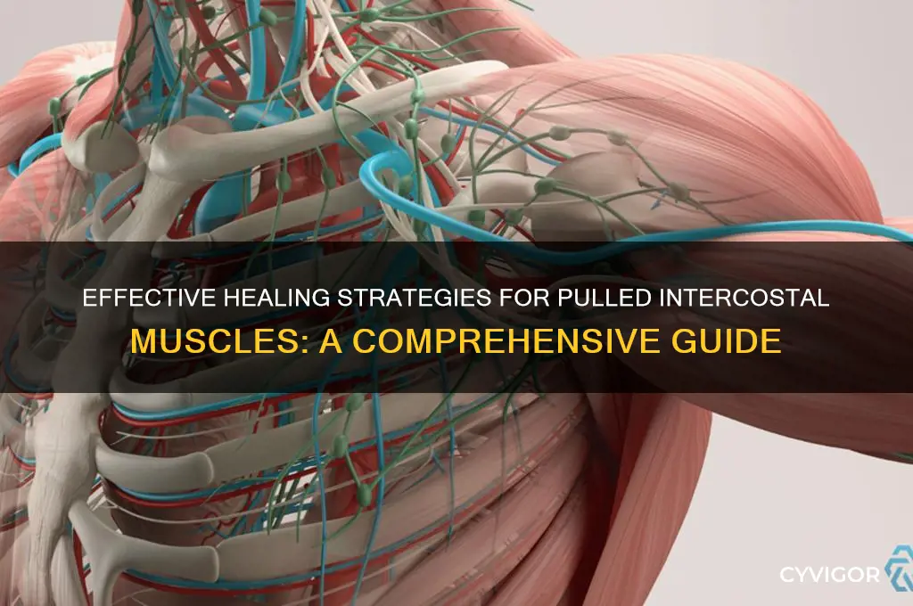 Effective Healing Strategies For Pulled Intercostal Muscles: A ...