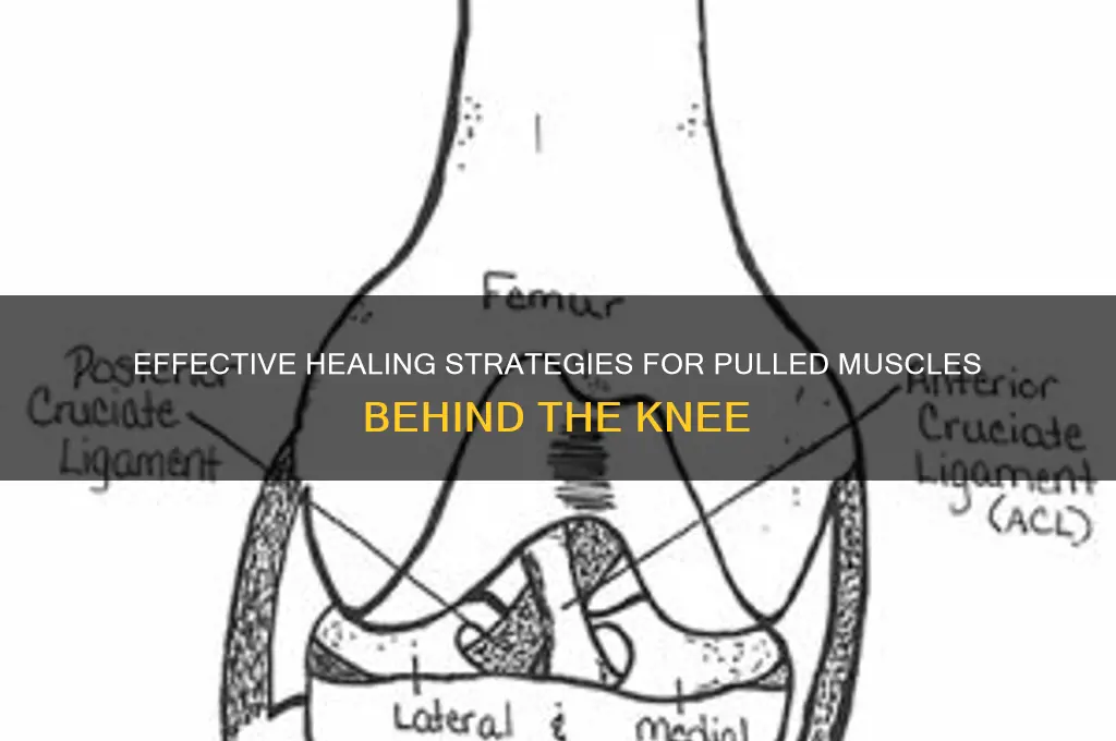 Effective Healing Strategies For Pulled Muscles Behind The Knee | CyVigor