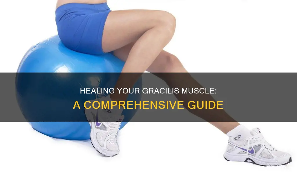 Healing Your Gracilis Muscle: A Comprehensive Guide | CyVigor