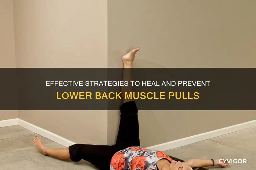 Effective Strategies To Heal And Prevent Lower Back Muscle Pulls | CyVigor