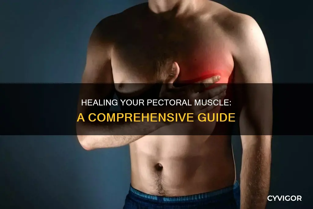 Healing Your Pectoral Muscle: A Comprehensive Guide | CyVigor