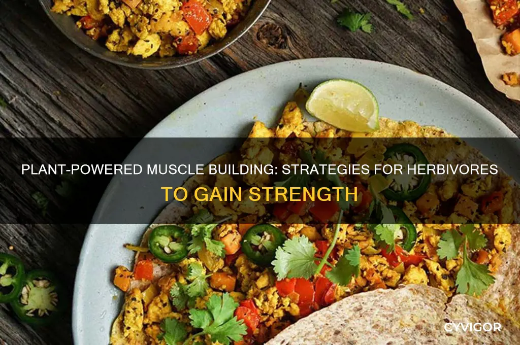 Plant-Powered Muscle Building: Strategies For Herbivores To Gain ...