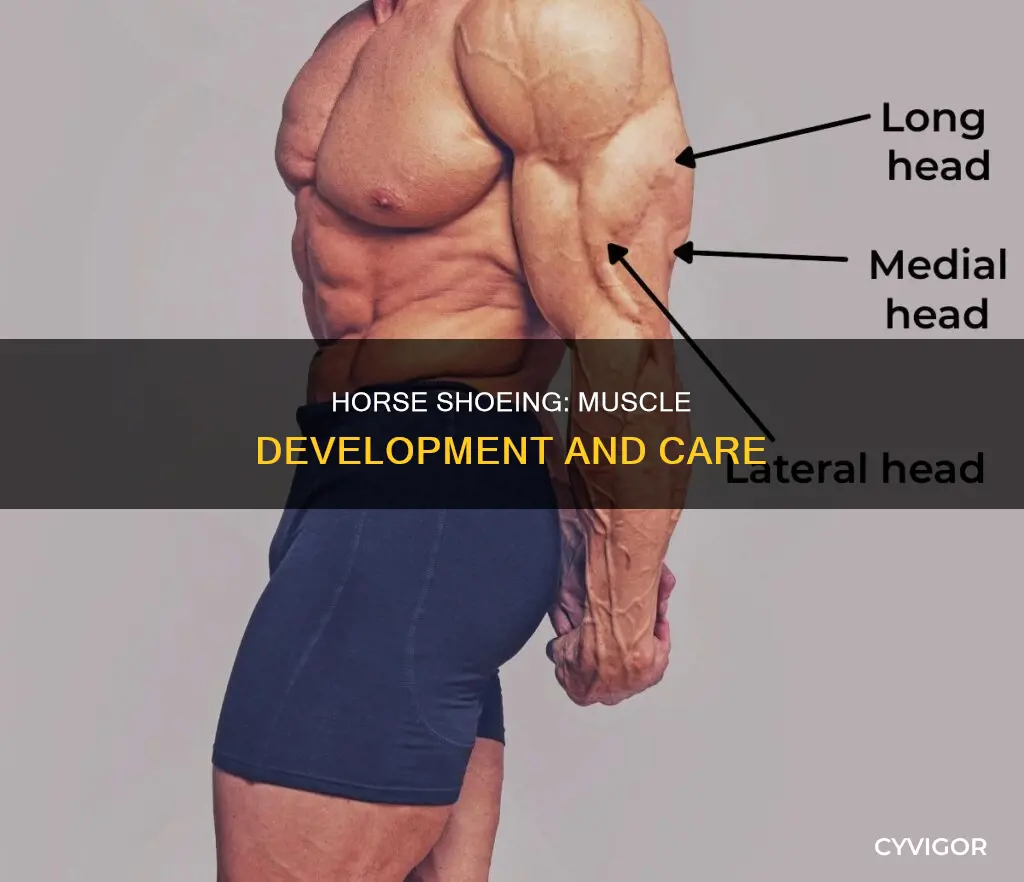Horse Shoeing: Muscle Development And Care | CyVigor