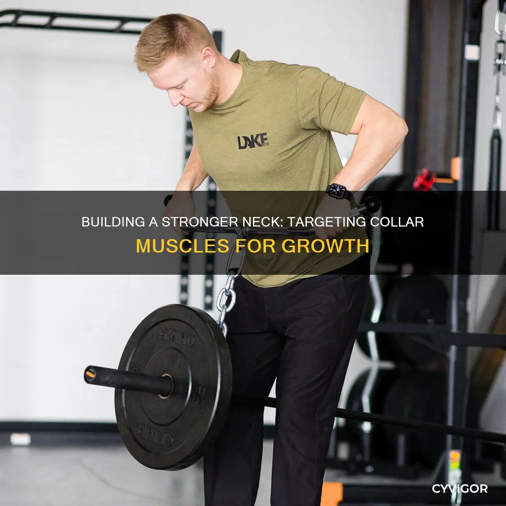 Building A Stronger Neck: Targeting Collar Muscles For Growth | CyVigor
