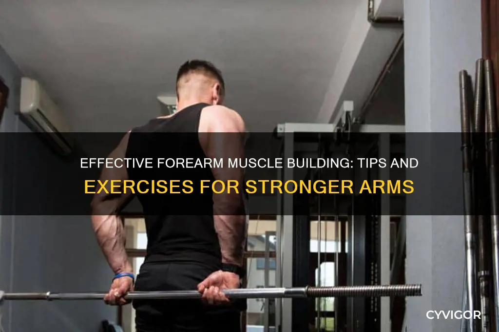Effective Forearm Muscle Building: Tips And Exercises For Stronger Arms ...