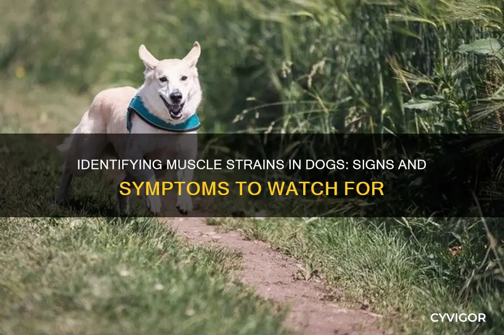 Identifying Muscle Strains In Dogs: Signs And Symptoms To Watch For ...