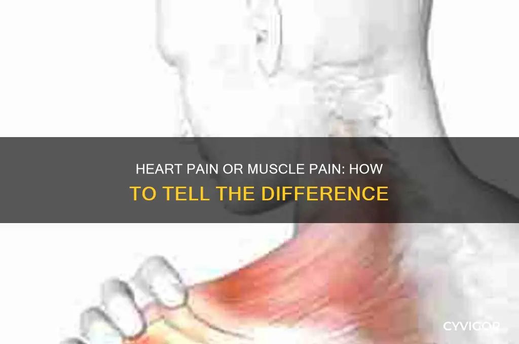 Heart Pain Or Muscle Pain: How To Tell The Difference | CyVigor