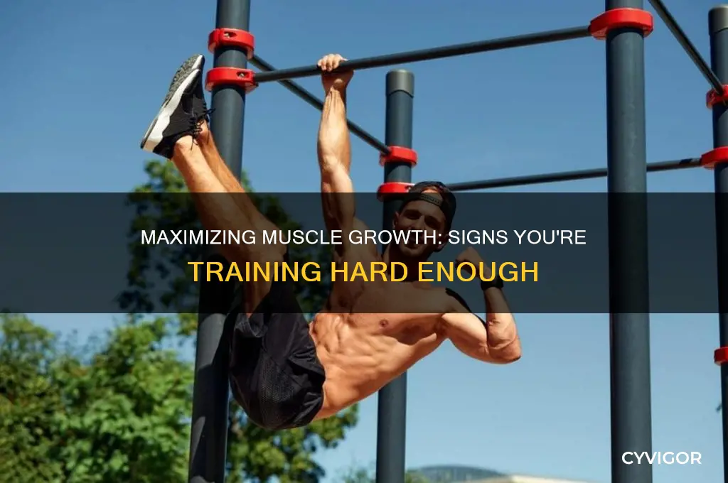 Maximizing Muscle Growth: Signs You're Training Hard Enough | CyVigor