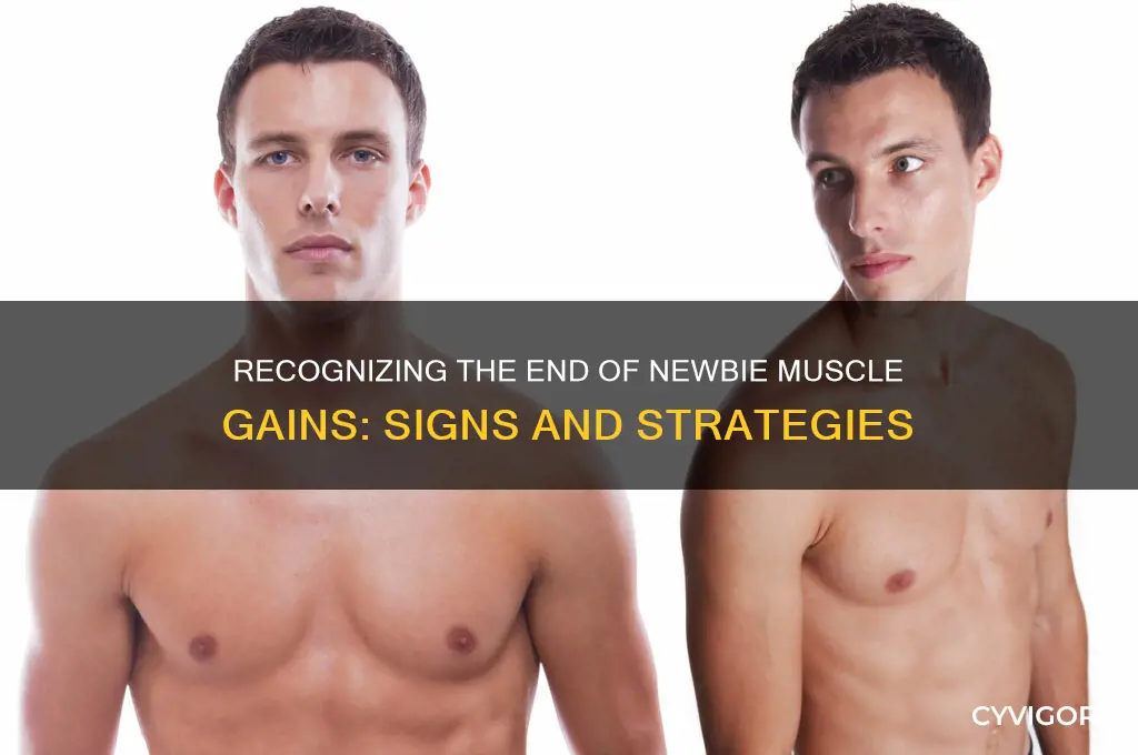 Recognizing The End Of Newbie Muscle Gains: Signs And Strategies | CyVigor
