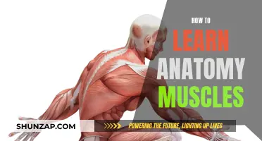 Landmark Ventrogluteal Muscles: A Precise Guide To Injection Technique ...