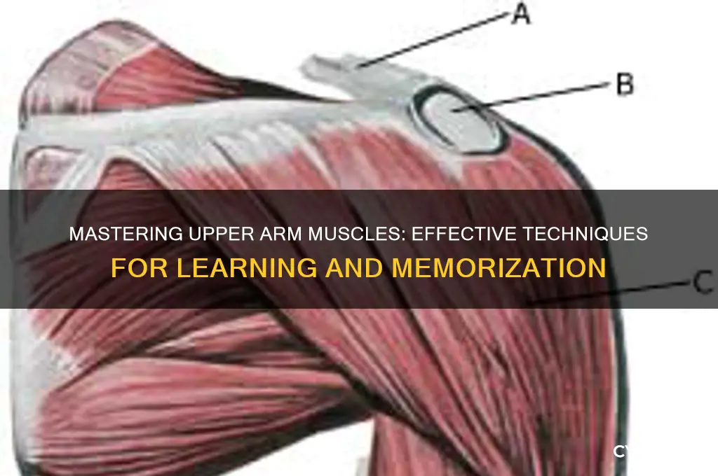 Mastering Upper Arm Muscles: Effective Techniques For Learning And ...
