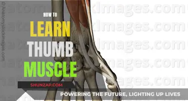 Understanding Muscle Actions: A Guide To Learning The Basics | CyVigor