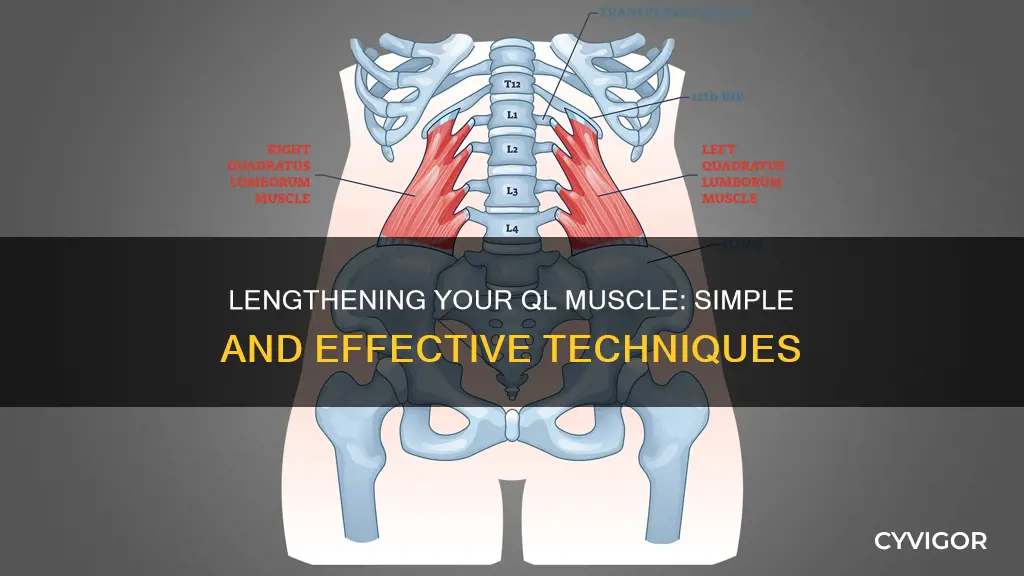 Lengthening Your Ql Muscle: Simple And Effective Techniques | CyVigor