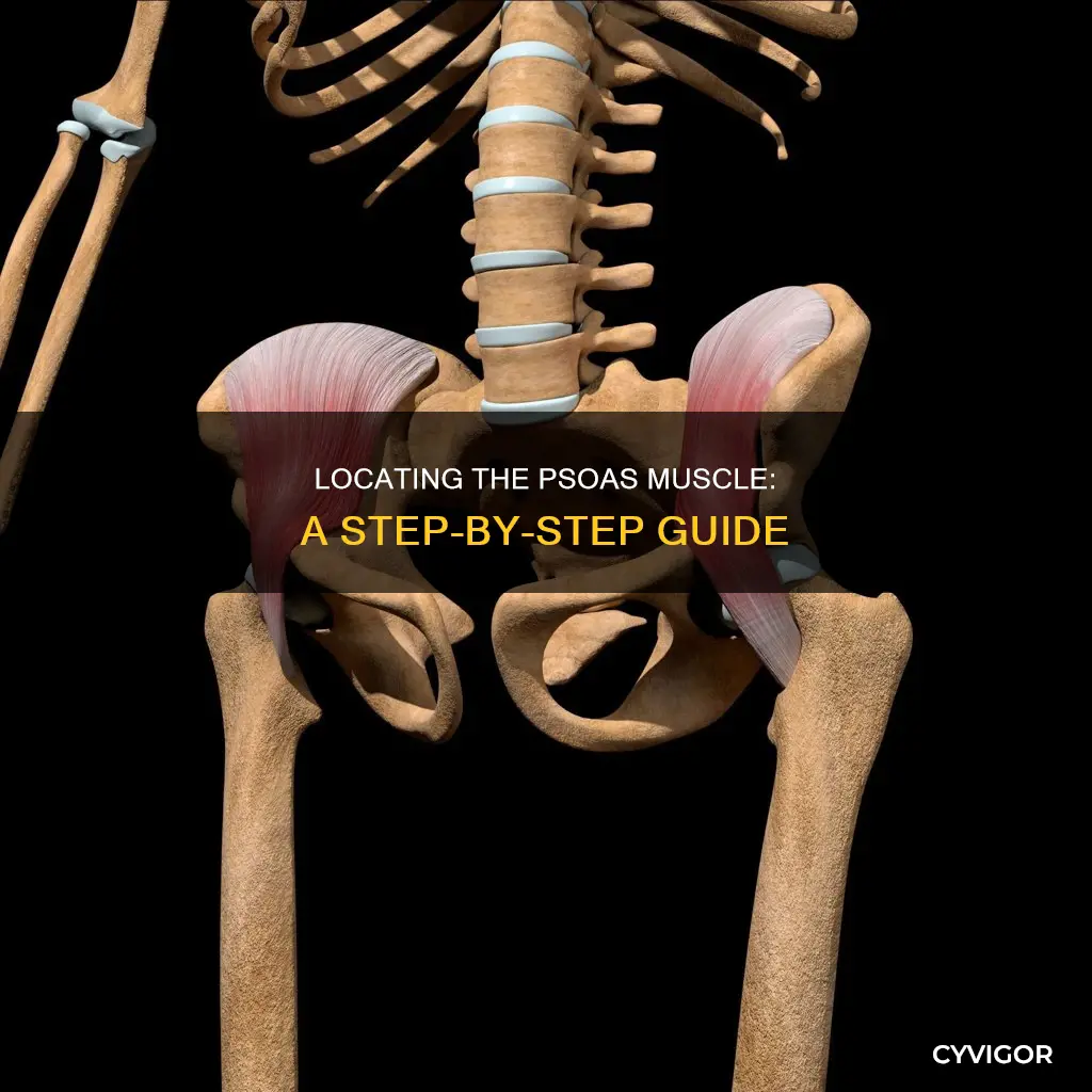 Locating The Psoas Muscle: A Step-By-Step Guide | CyVigor