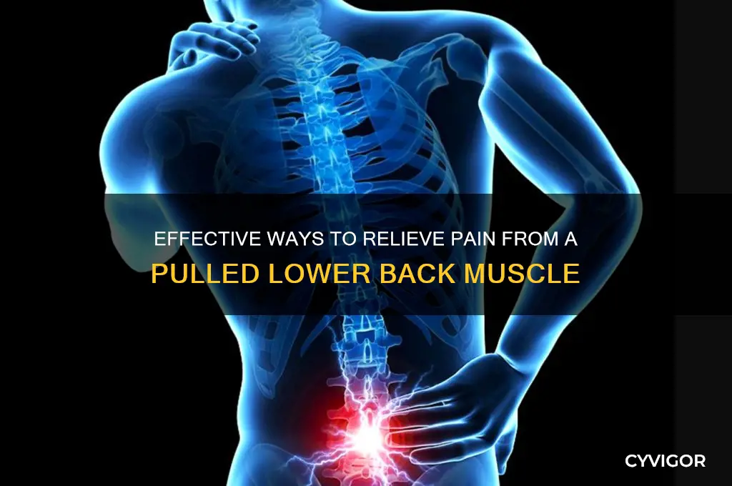 Effective Ways To Relieve Pain From A Pulled Lower Back Muscle | CyVigor