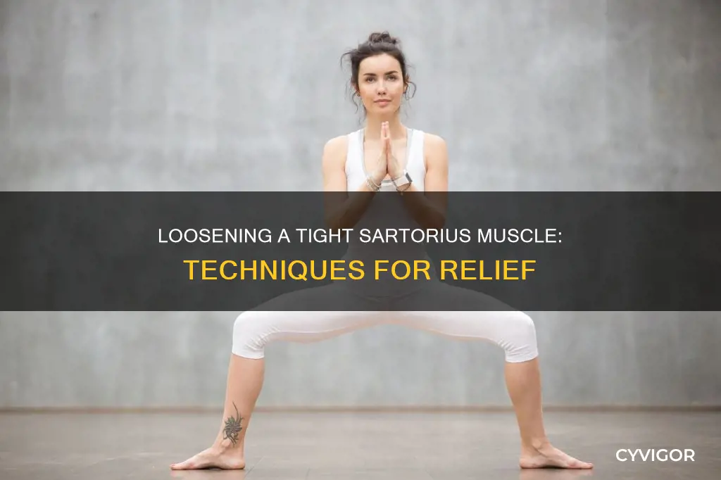 Loosening A Tight Sartorius Muscle: Techniques For Relief | CyVigor