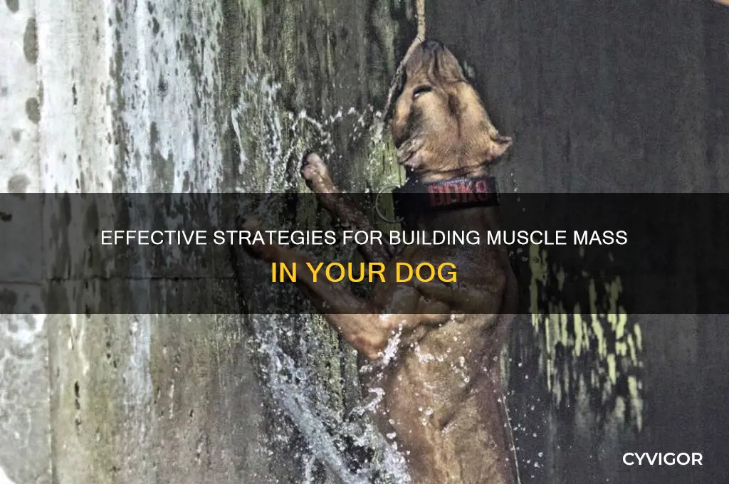 Effective Strategies For Building Muscle Mass In Your Dog | CyVigor