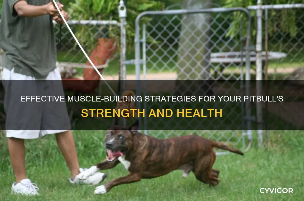Effective Muscle-Building Strategies For Your Pitbull's Strength And ...