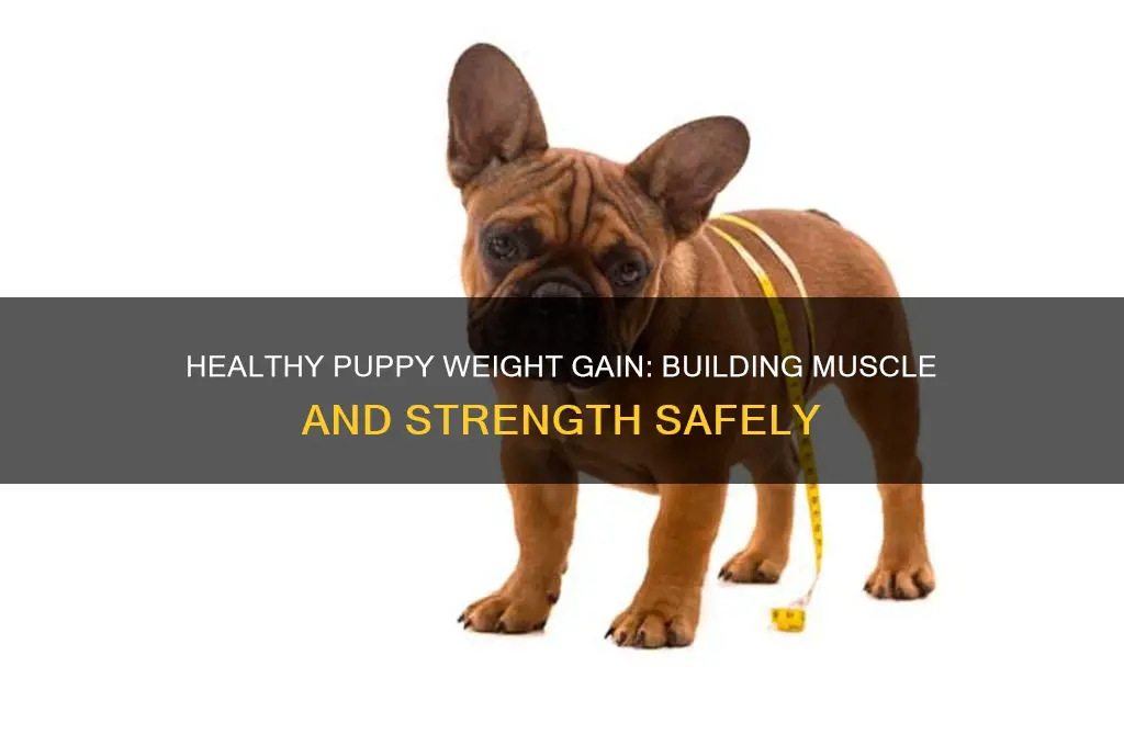 Healthy Puppy Weight Gain: Building Muscle And Strength Safely | CyVigor