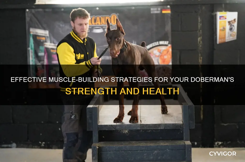 Effective Muscle-Building Strategies For Your Doberman's Strength And ...