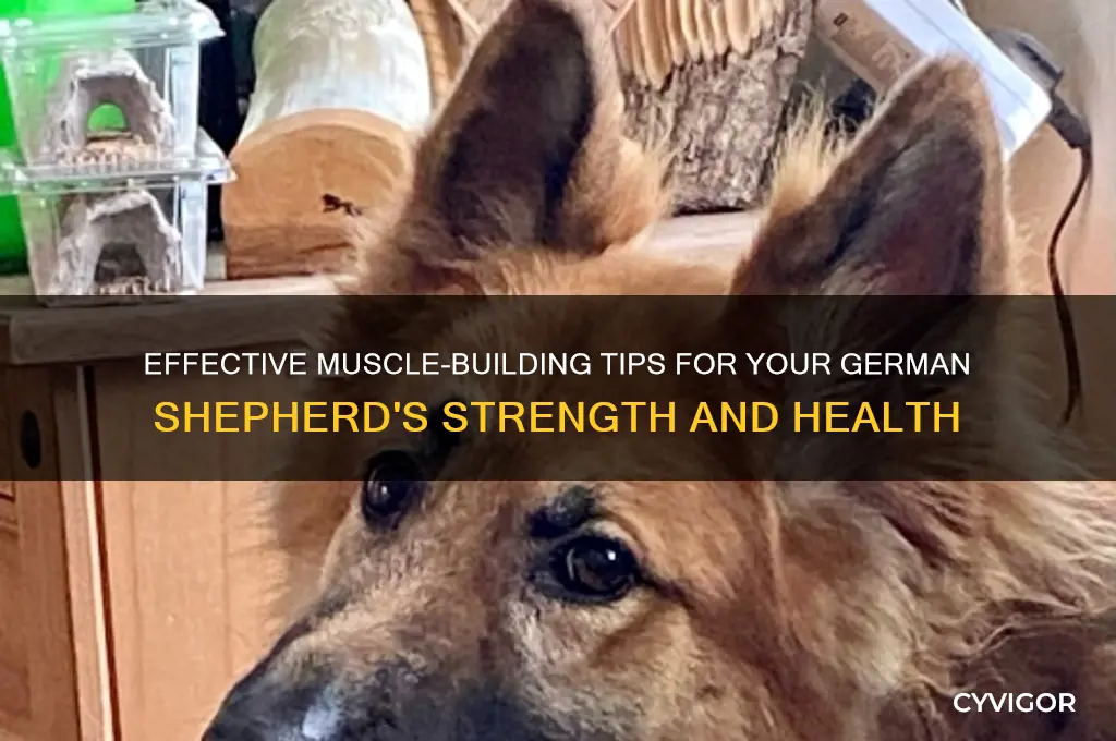 Effective Muscle-Building Tips For Your German Shepherd's Strength And ...