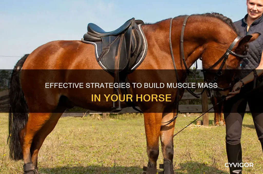Effective Strategies To Build Muscle Mass In Your Horse | CyVigor