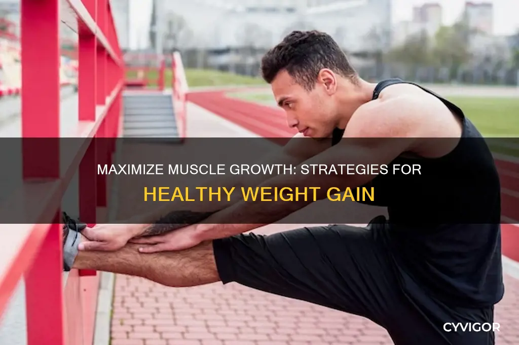 Maximize Muscle Growth: Strategies For Healthy Weight Gain | CyVigor