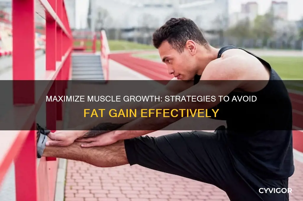 Maximize Muscle Growth: Strategies To Avoid Fat Gain Effectively | CyVigor