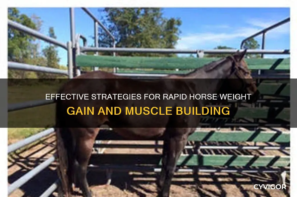 Effective Strategies For Rapid Horse Weight Gain And Muscle Building ...