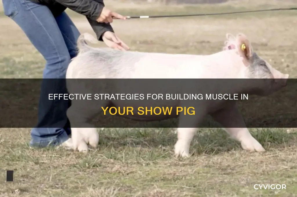 Effective Strategies For Building Muscle In Your Show Pig | CyVigor