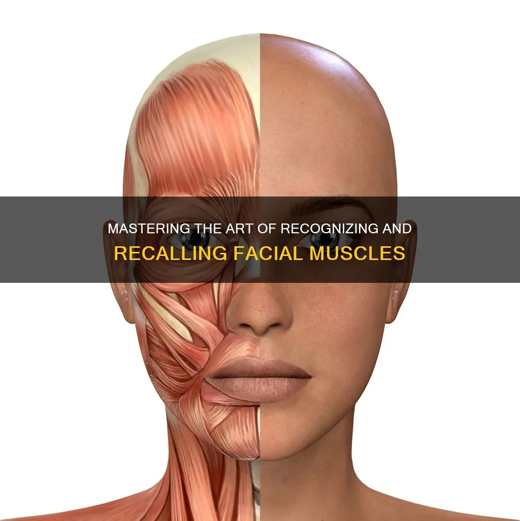 Mastering The Art Of Recognizing And Recalling Facial Muscles | CyVigor