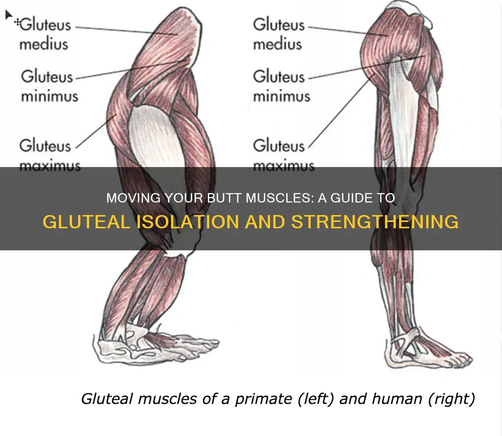 Moving Your Butt Muscles: A Guide To Gluteal Isolation And ...