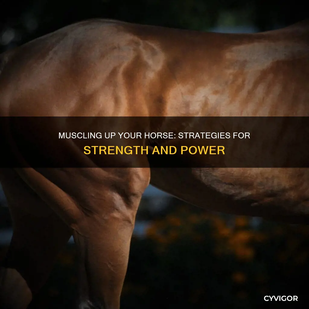 Muscling Up Your Horse: Strategies For Strength And Power | CyVigor